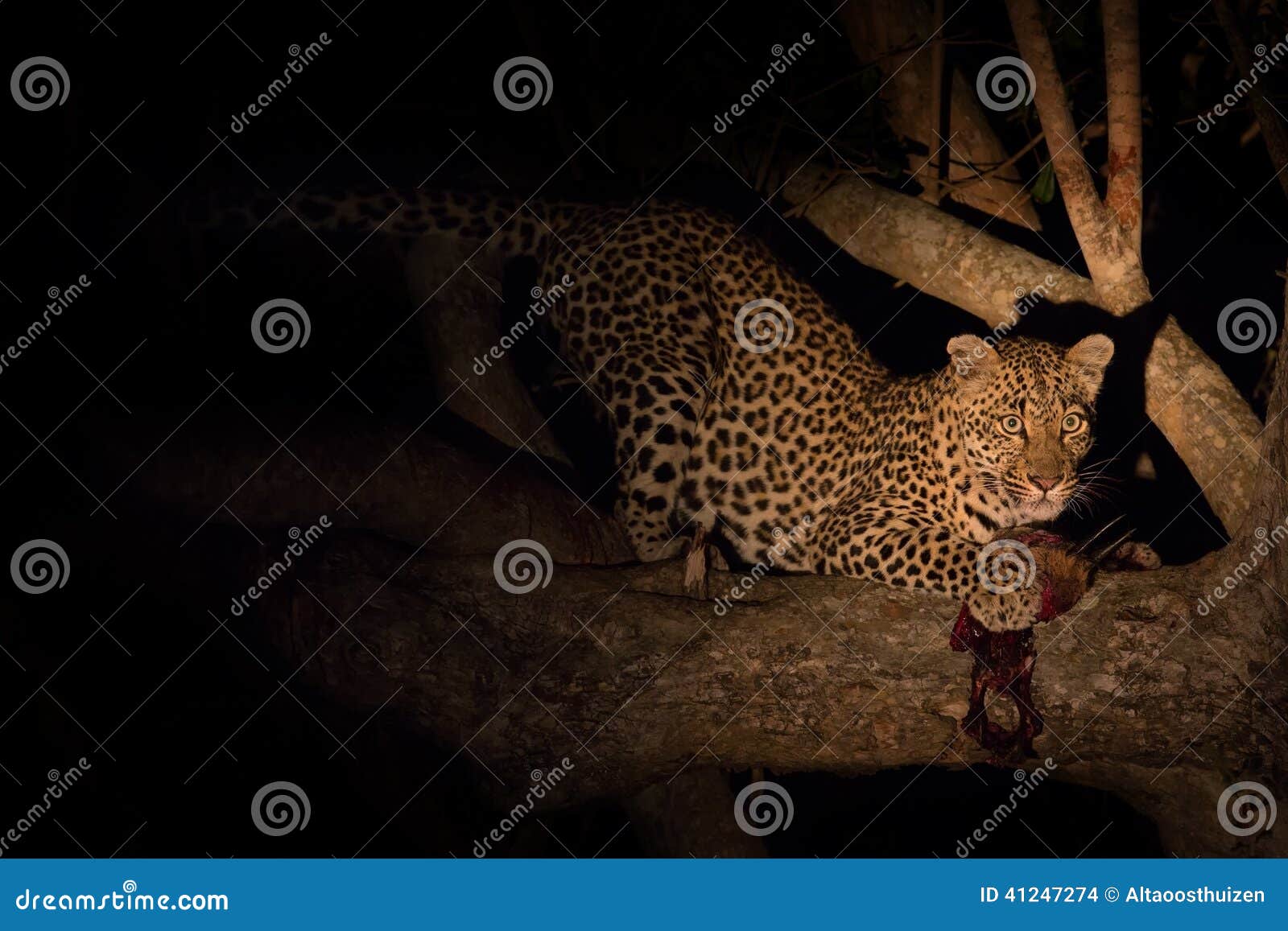Hungry Leopard Eat Dead Prey in Tree at Night Stock Photo - Image of ...