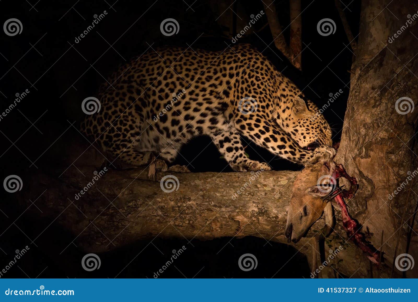 Hungry Leopard Eat Dead Prey in Tree at Night Stock Image - Image of ...