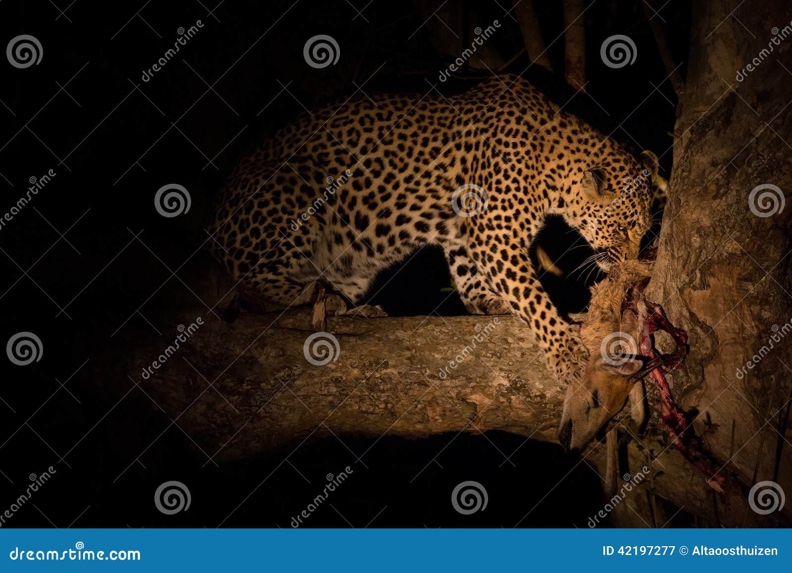 Hungry Leopard Eat Dead Prey in Tree at Night Stock Image - Image of ...