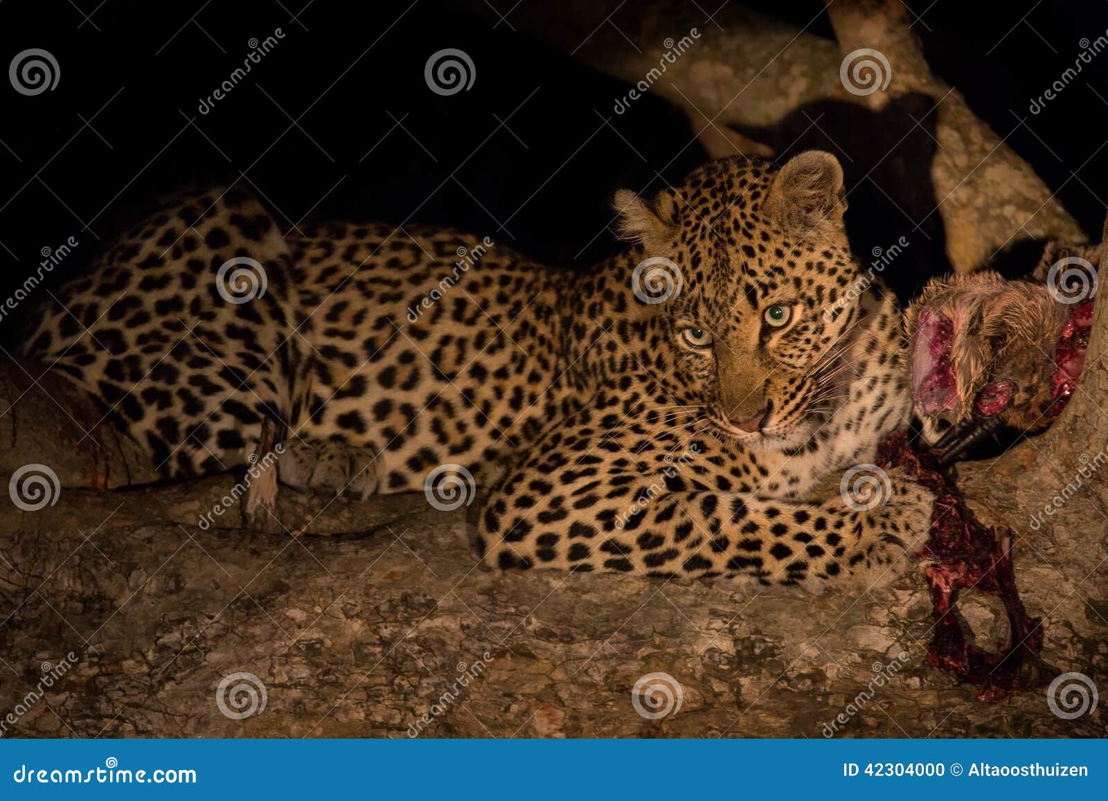 Hungry Leopard Eat Dead Prey in Tree at Night Stock Photo - Image of ...