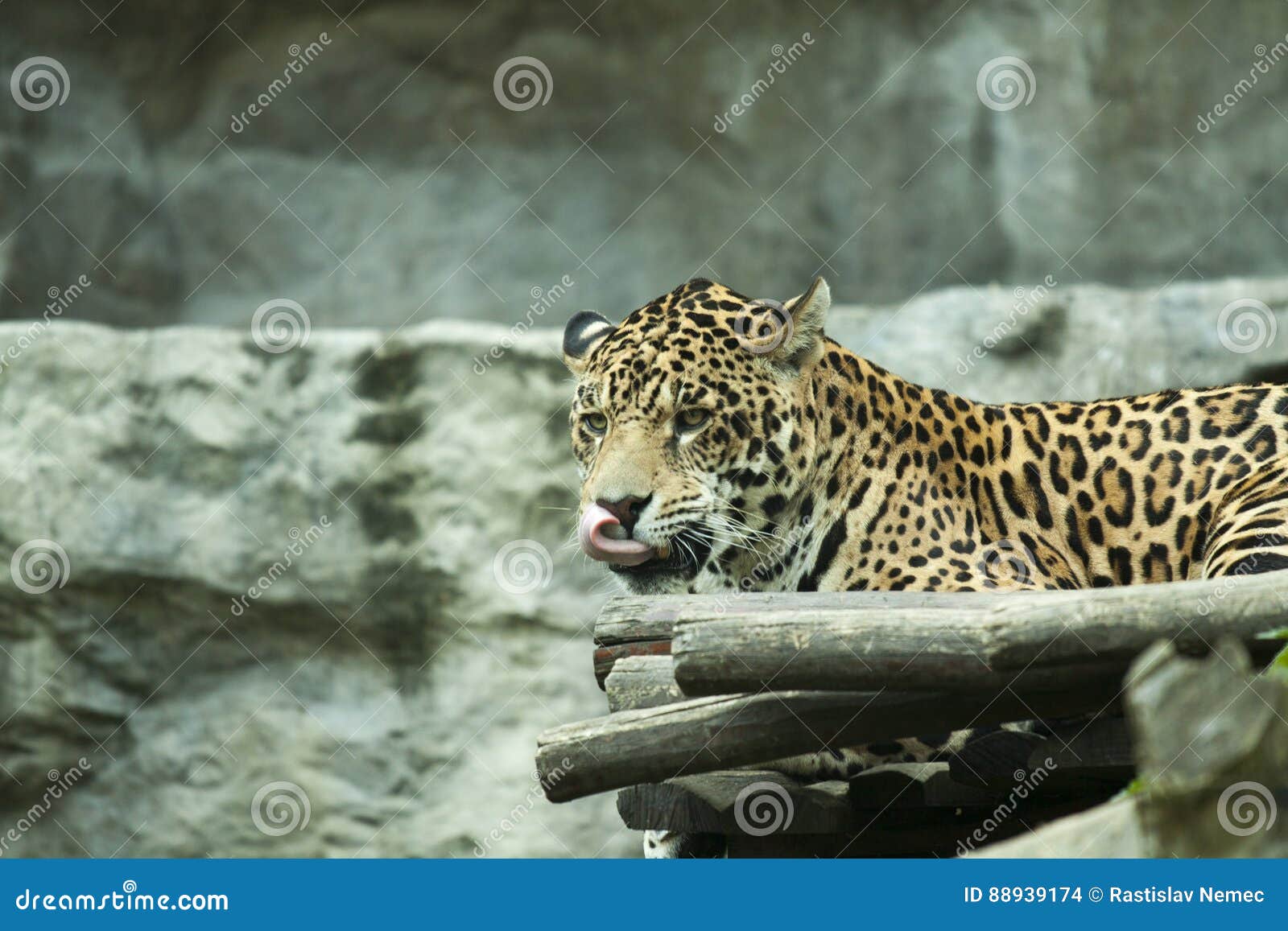Hungry leopard stock photo. Image of leopard, animals - 88939174