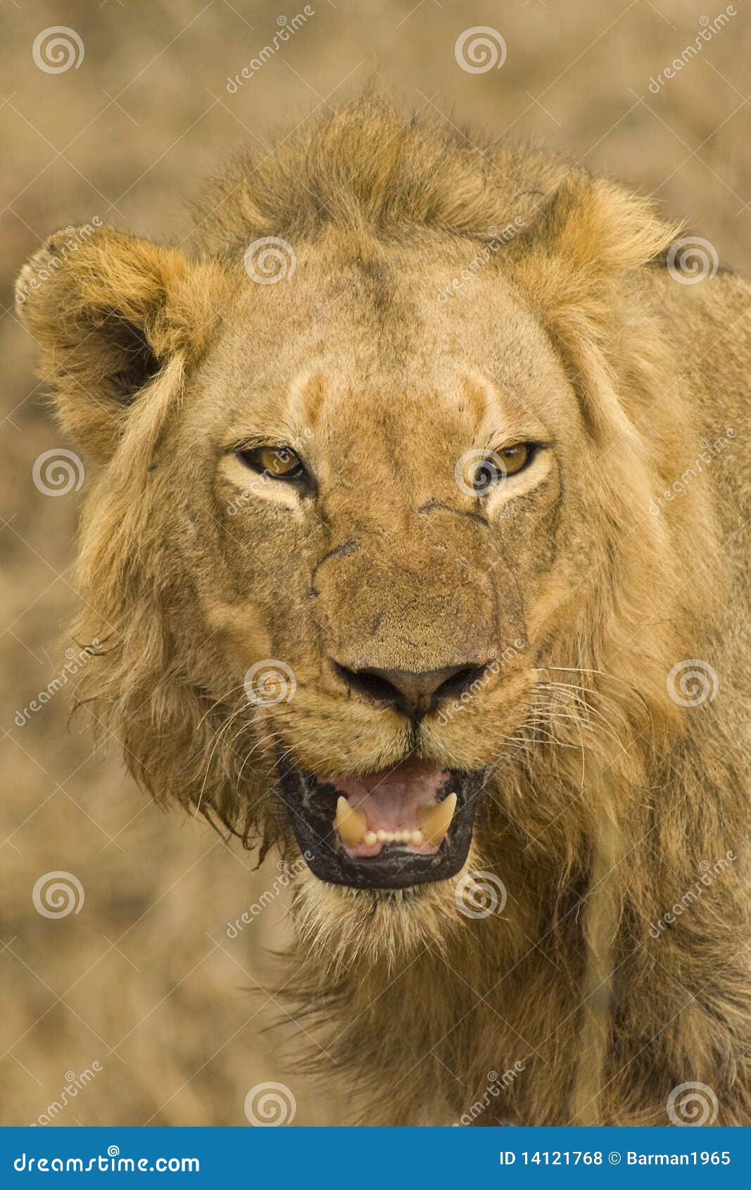 Hungry Lion stock photo. Image of south, break, kruger - 14121768