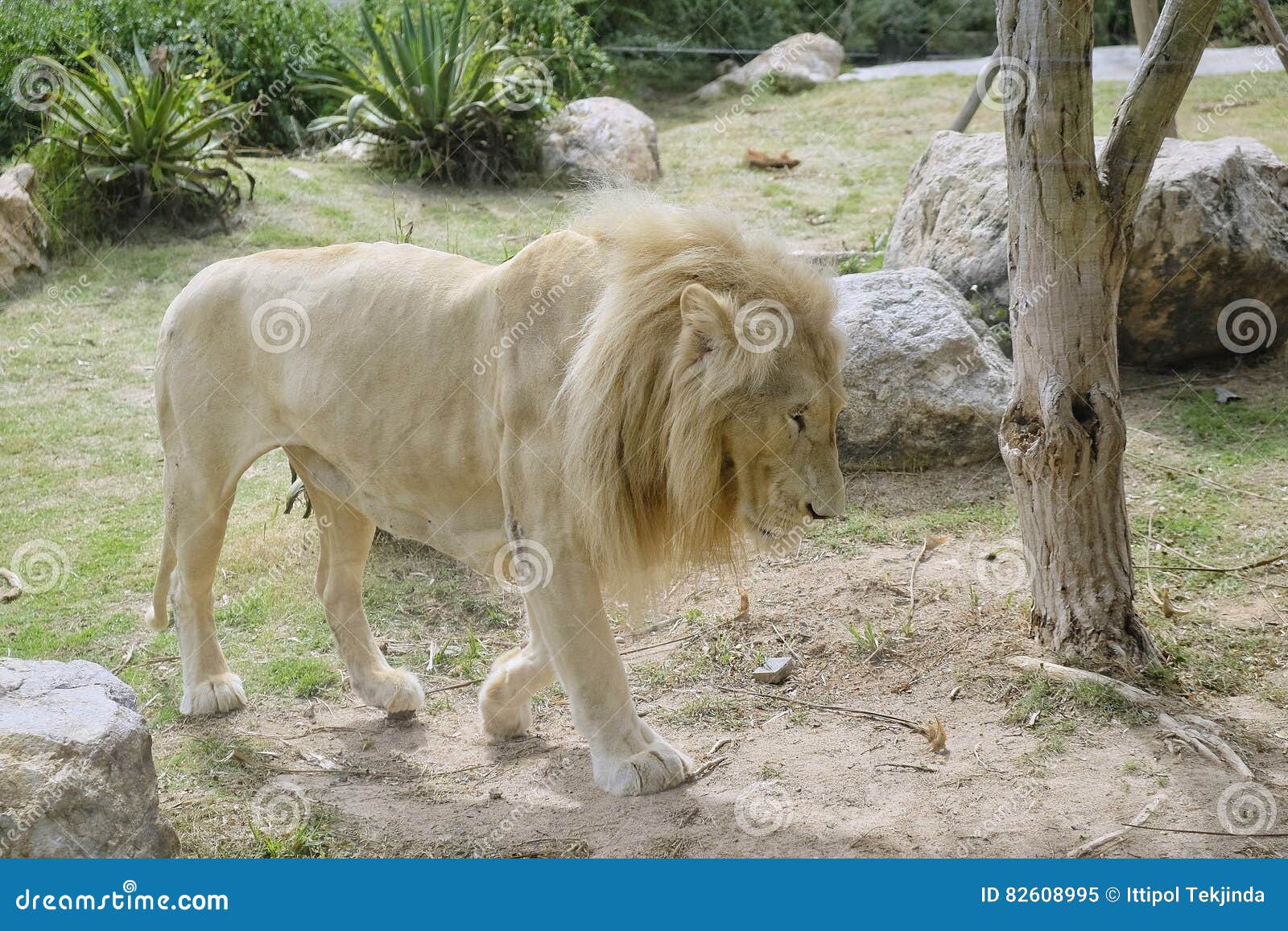 Hungry lion stock image. Image of hungry, thin, male - 82608995