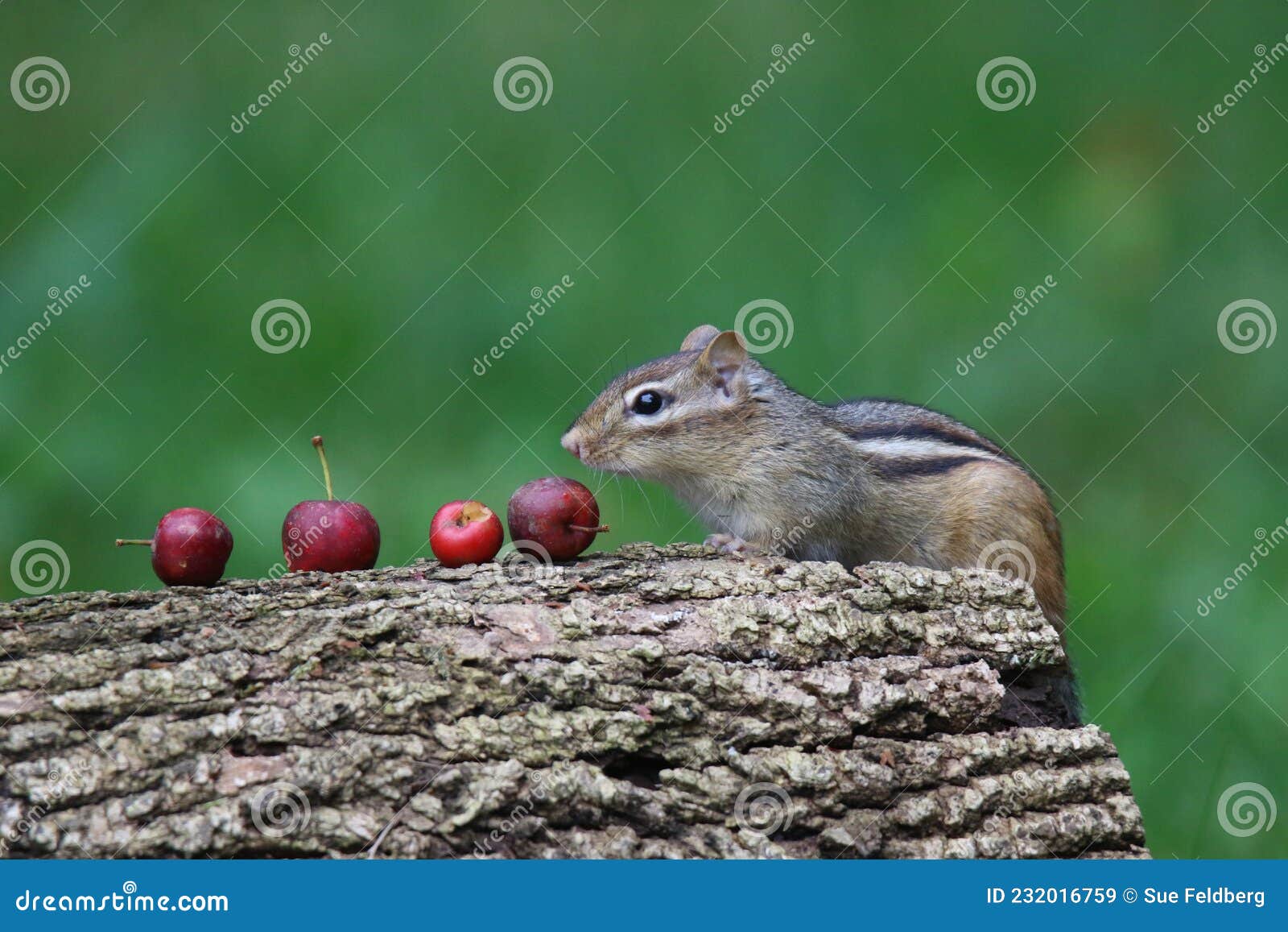 Eastern Chipmunk in Fall with a Crabapple Fruit Stock Image - Image of ...