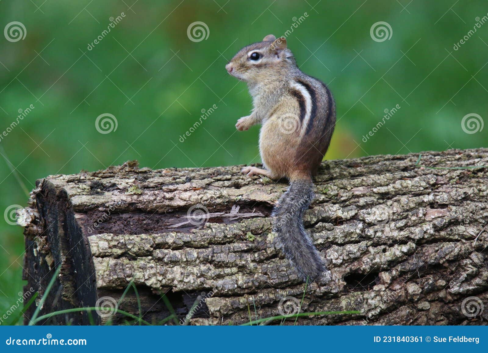 Eastern Chipmunk in Fall Sitting on a Log Stock Image - Image of animal ...