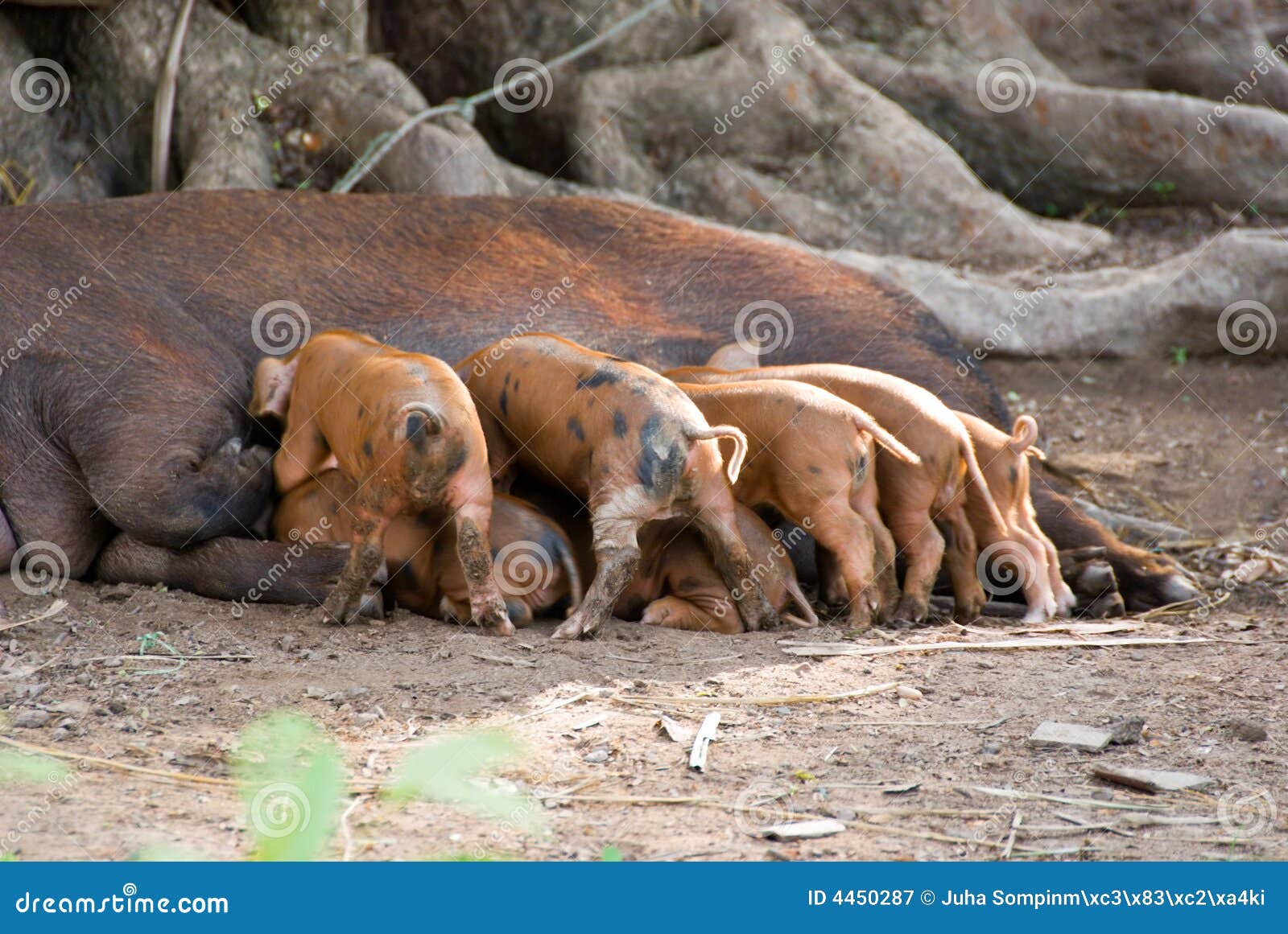 Hungry Little Pigs Picture. Image: 4450287
