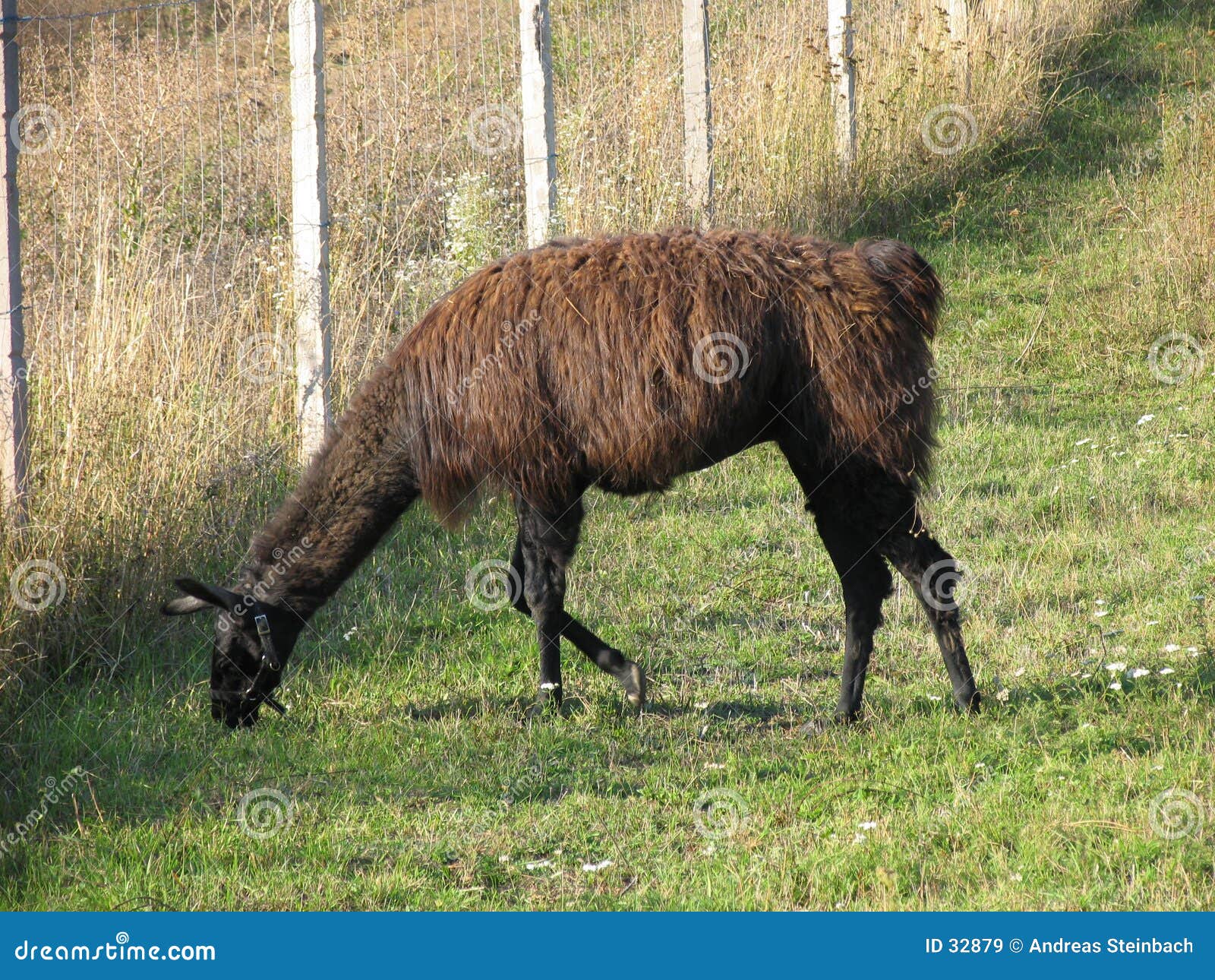 Hungry llama stock image. Image of agriculture, animals - 32879
