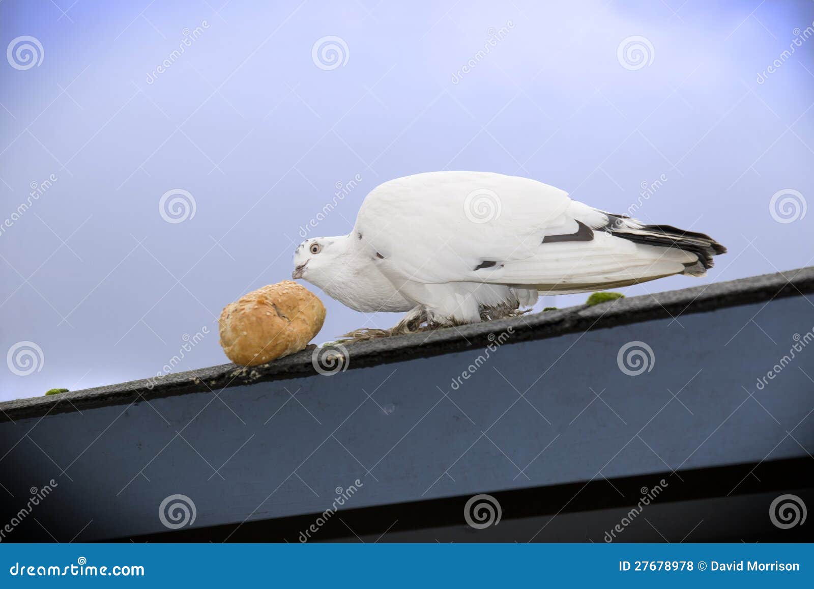 Hungry Lone White Dove with Bread Stock Photo - Image of freedom ...