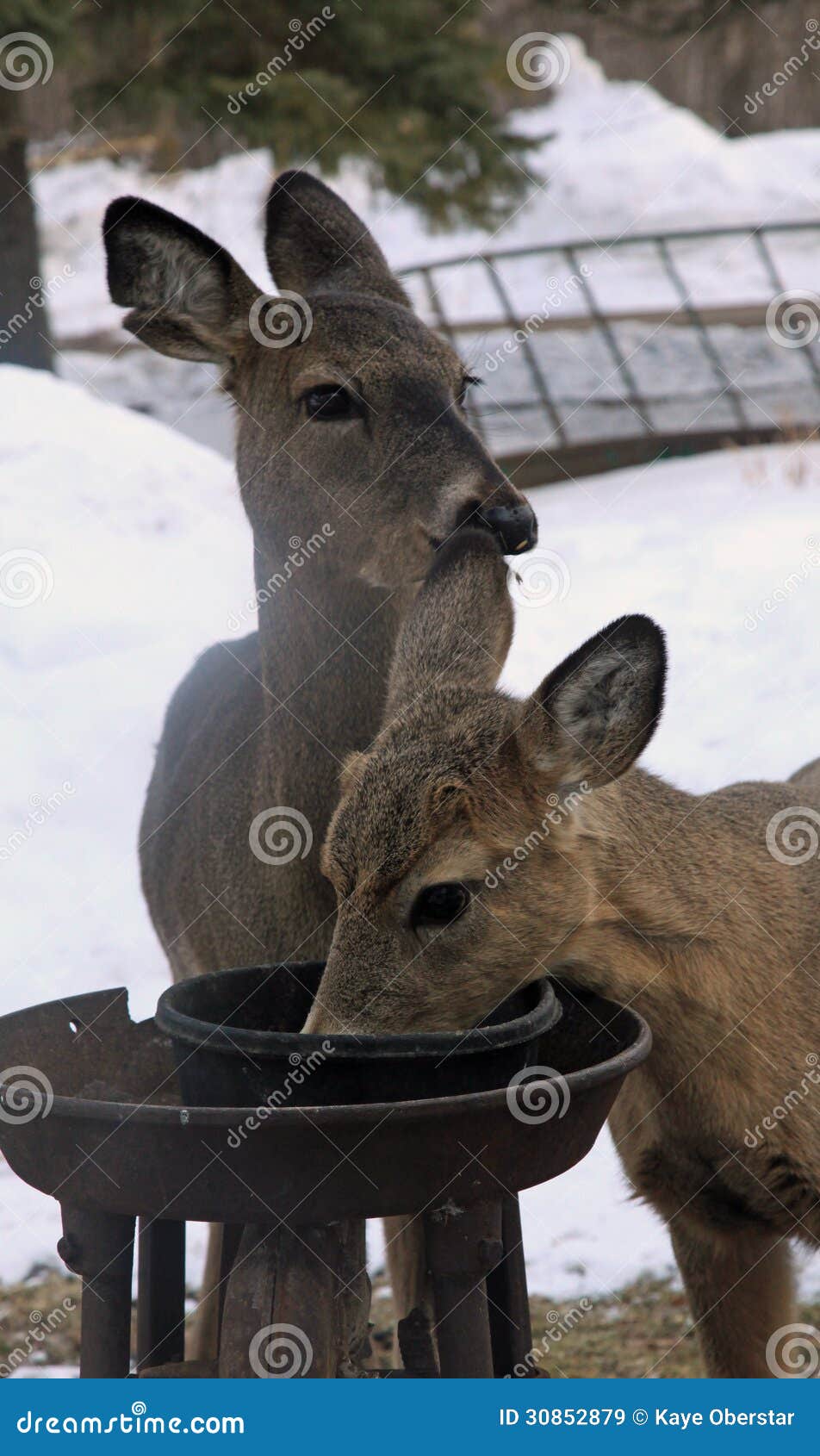 Hungry Minnesota Deer stock image. Image of search, hunger - 30852879
