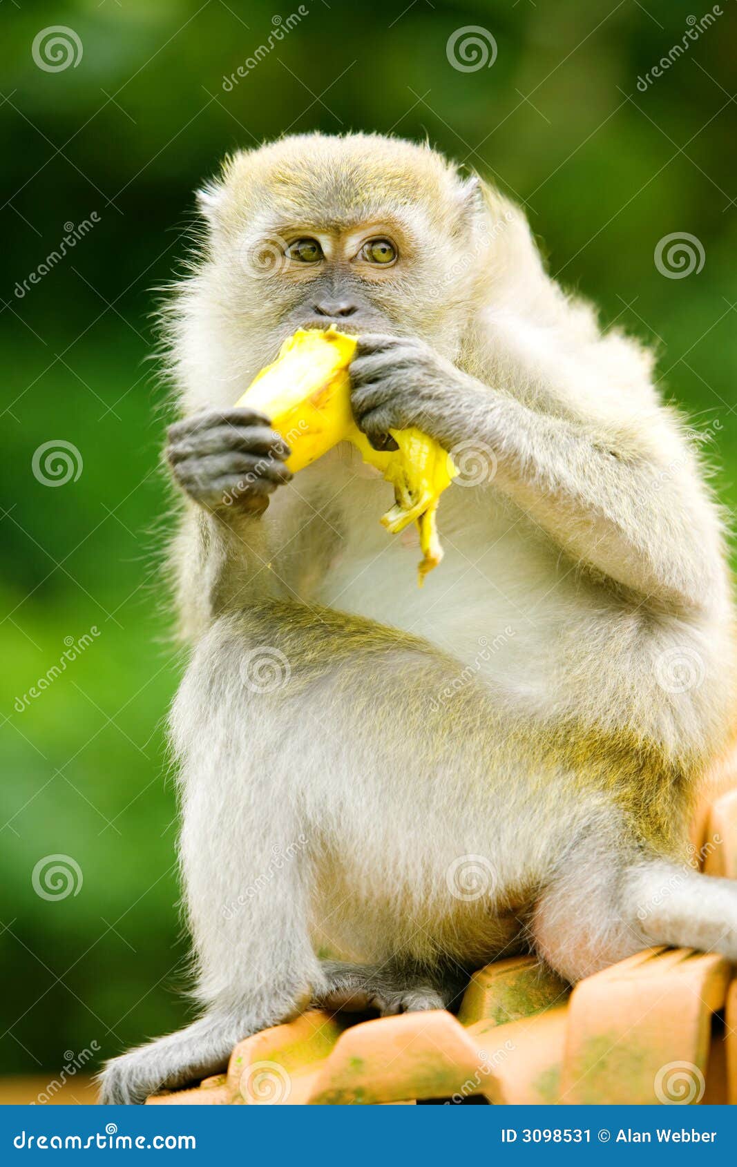 Hungry monkey stock image. Image of primate, animal, natural - 3098531