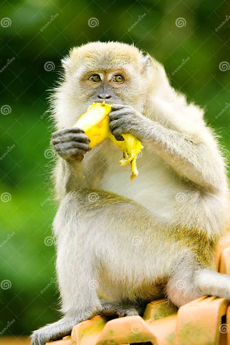 Hungry monkey stock image. Image of primate, animal, natural - 3098531