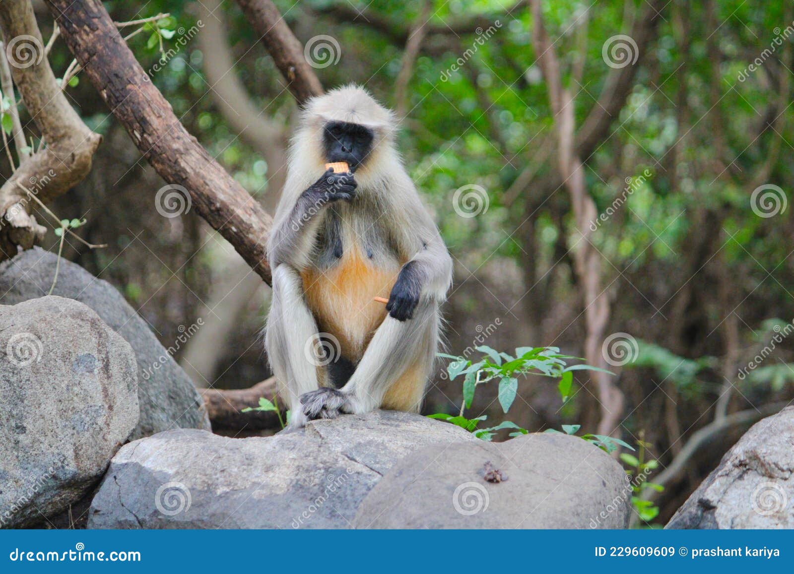 Hungry Monkey Eating Biscuits Stock Photo Stock Image - Image of ...