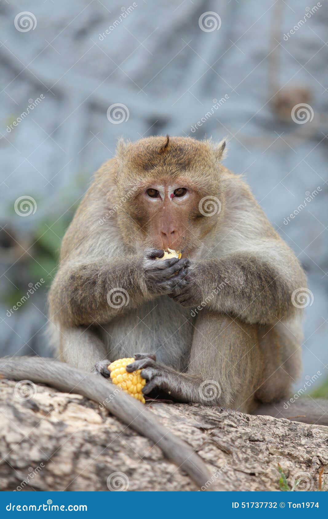 Hungry Monkey stock photo. Image of chiang, chao, phetchaburi - 51737732
