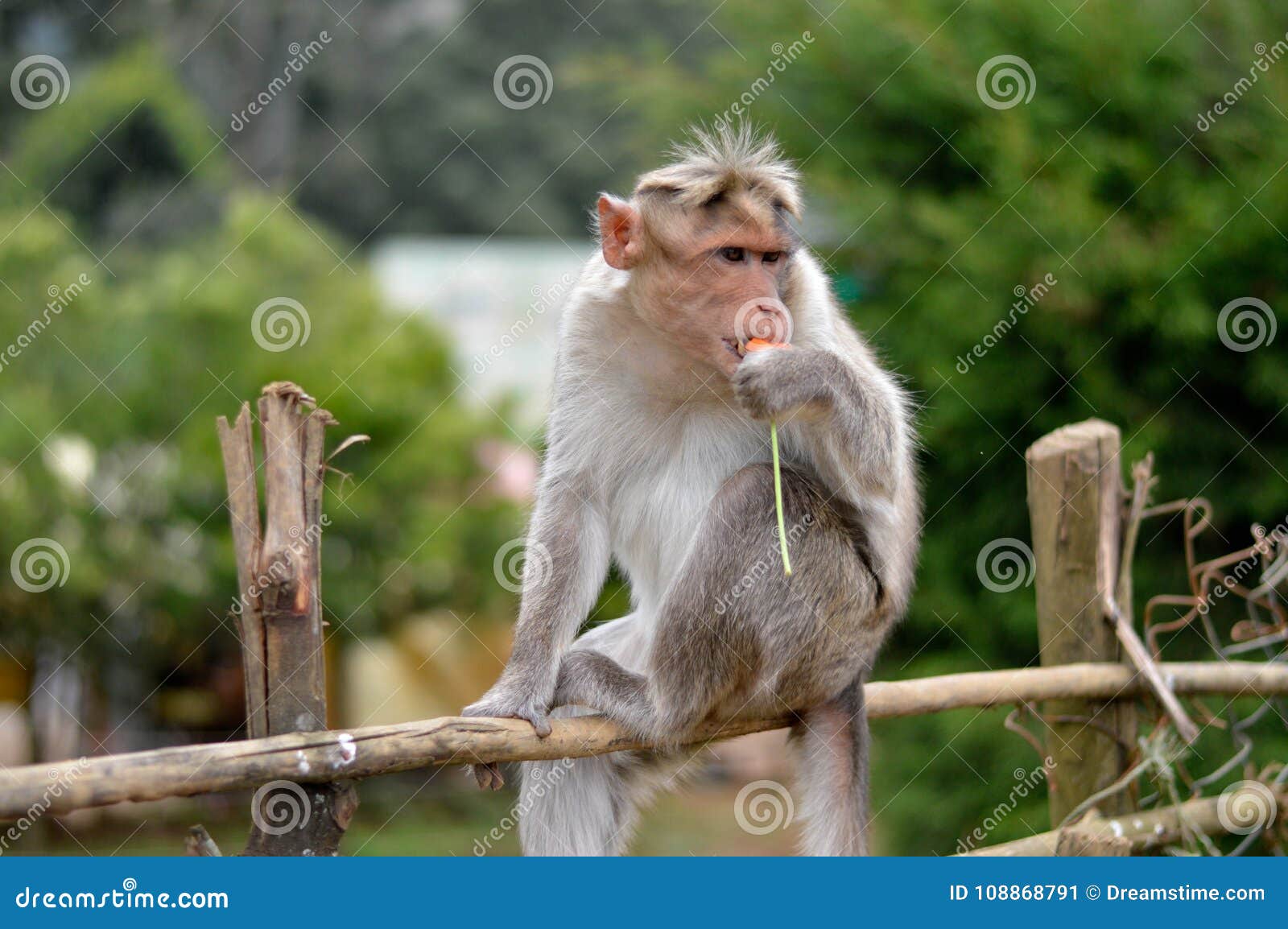 Hungry Monkey Having Fresh Carrot Stock Image - Image of carrot, monkey ...