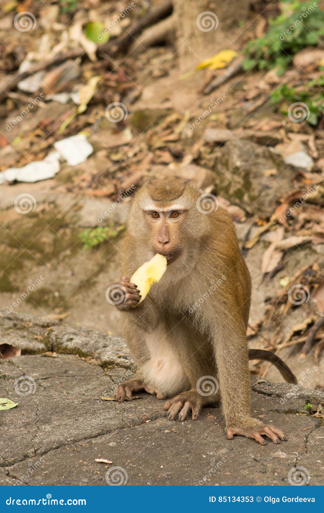 Hungry Monkey Sitting Eating a Yellow Fruit Stock Image - Image of ...