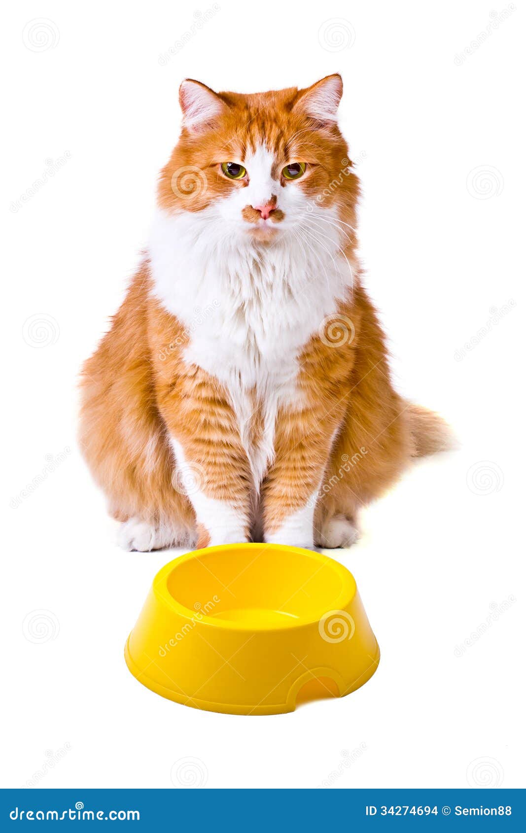 Hungry Orange and White Cat with Empty Bowl Stock Photo - Image of food ... Hungry Orange and White Cat with Empty Bowl Stock Photo - Image of food ...