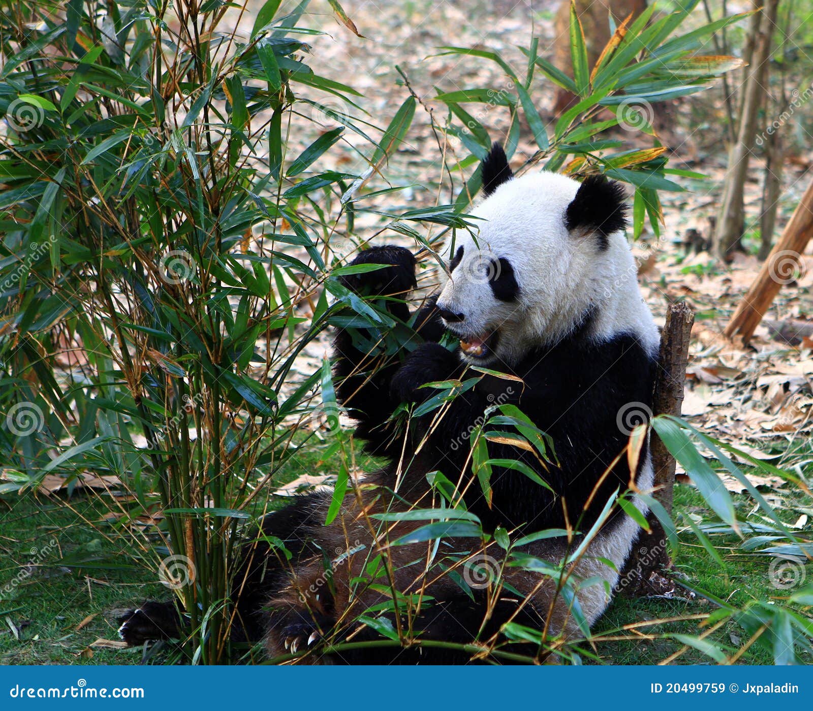 Hungry panda stock image. Image of sichuan, china, lazy - 20499759