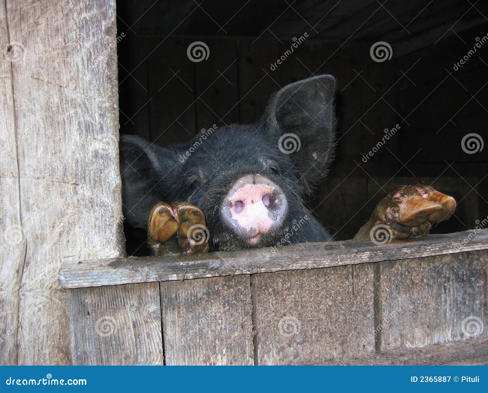 Hungry pig stock image. Image of farm, standing, hungry - 2365887