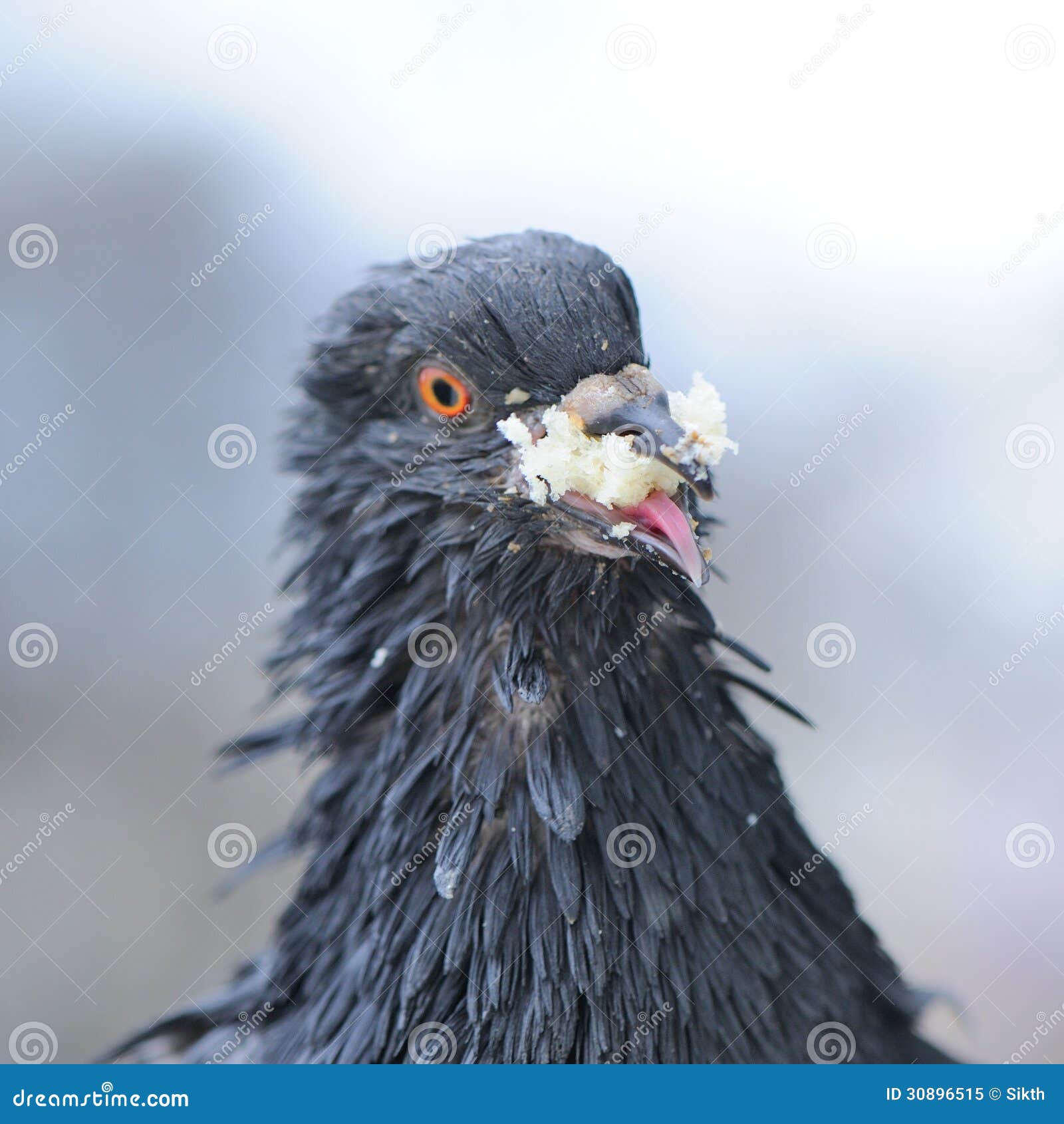 The Pigeon Eating Some Bread, Cakes, Stock Image | CartoonDealer.com ...