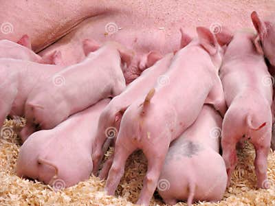 Hungry Piglets stock image. Image of fighting, meal, group - 7475277