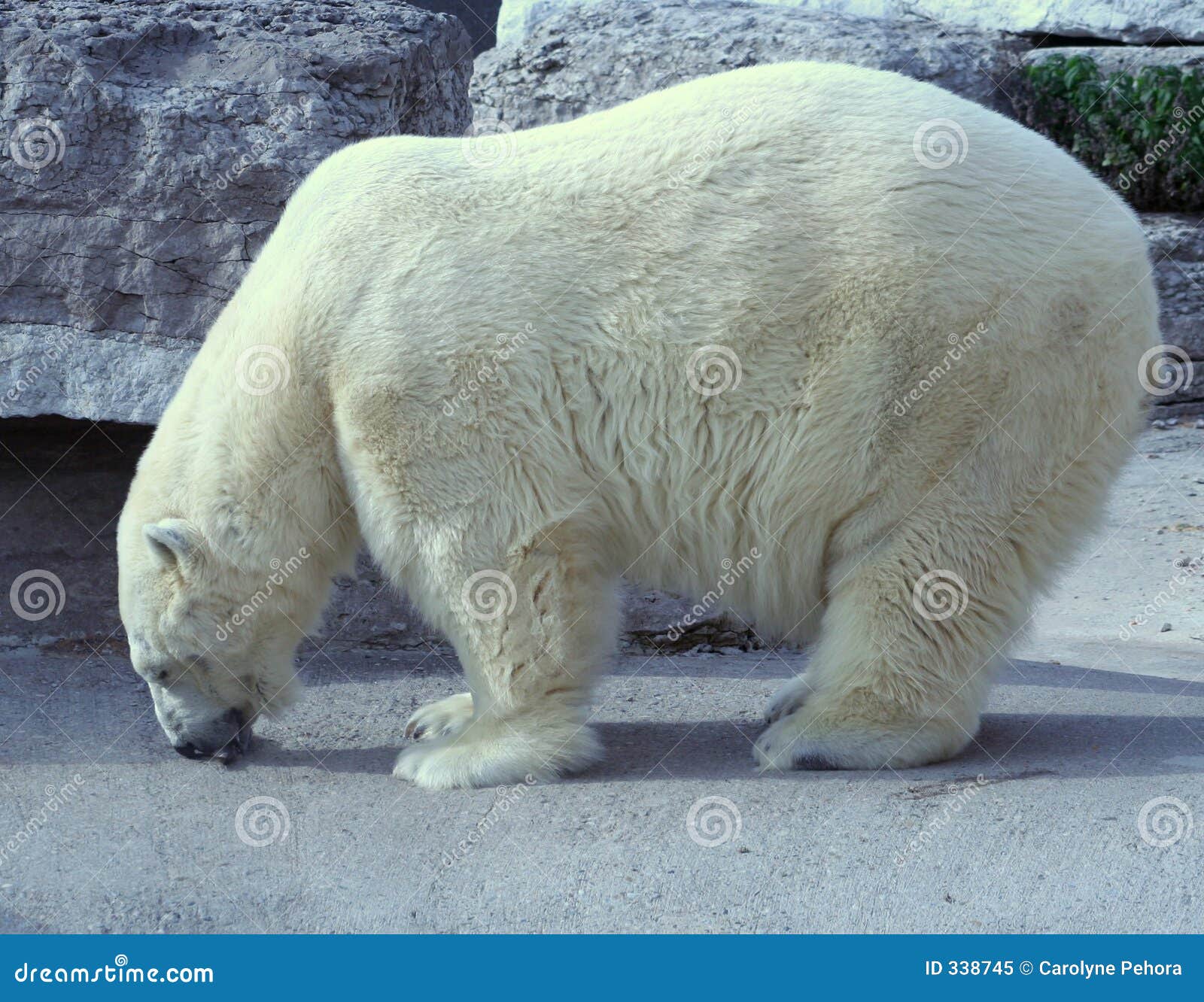 Hungry Polar Bear stock image. Image of power, eating, hunger - 338745