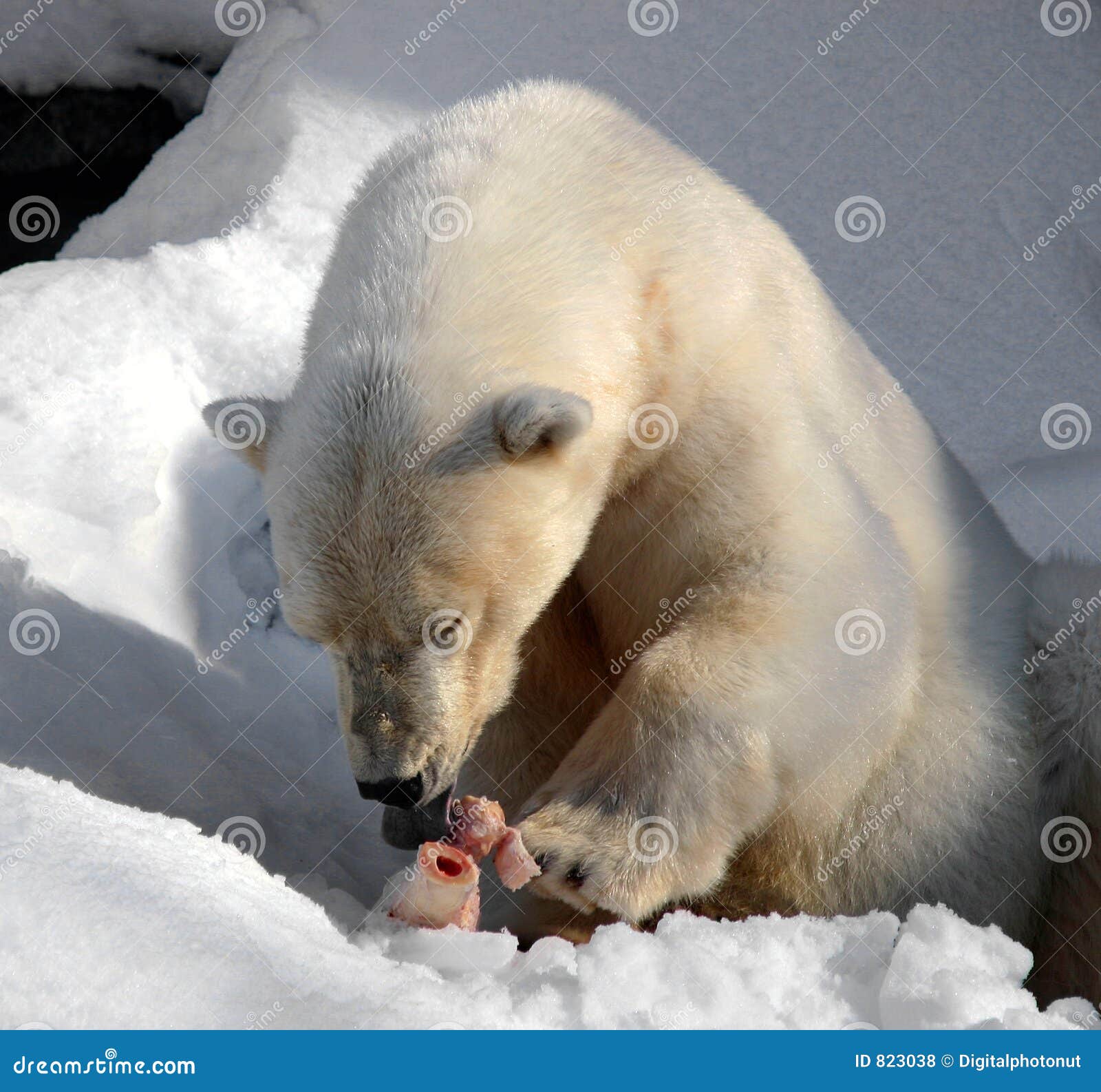 Hungry Polar Bear stock photo. Image of consume, polar - 823038