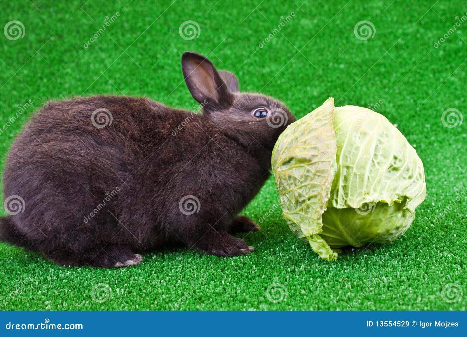 Hungry rabbit stock image. Image of animal, pretty, single - 13554529