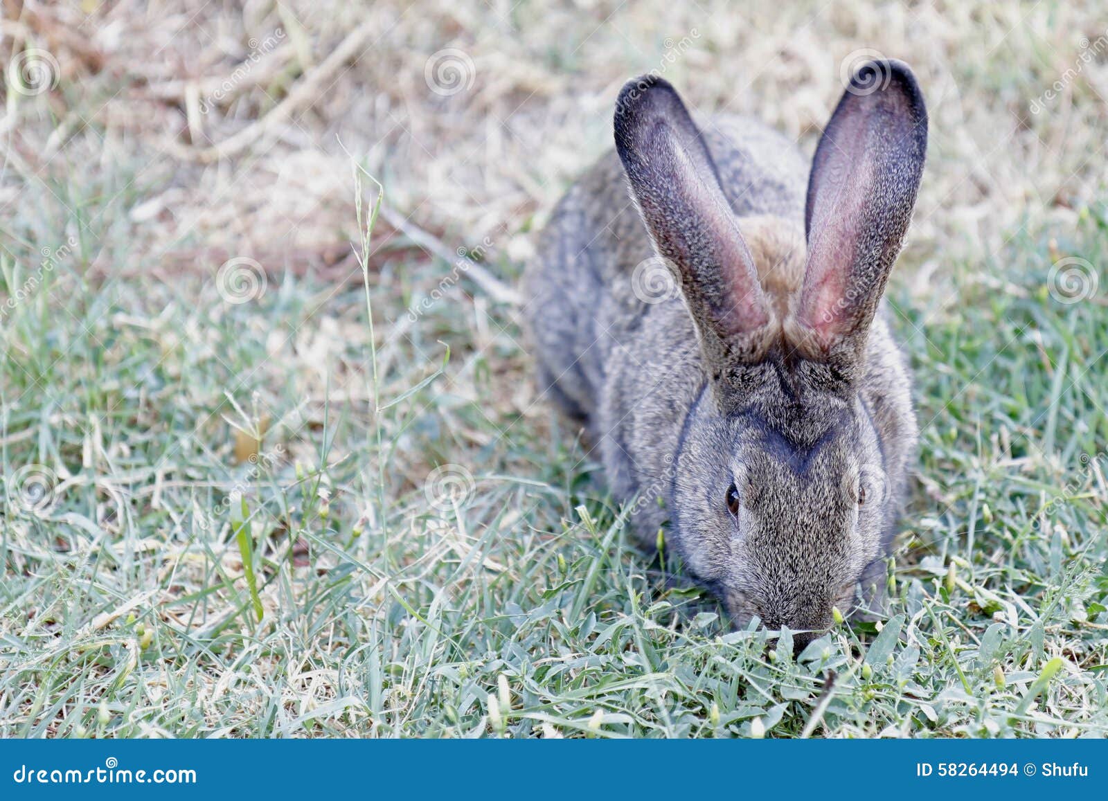 Hungry Rabbit stock photo. Image of portrait, wild, green - 58264494