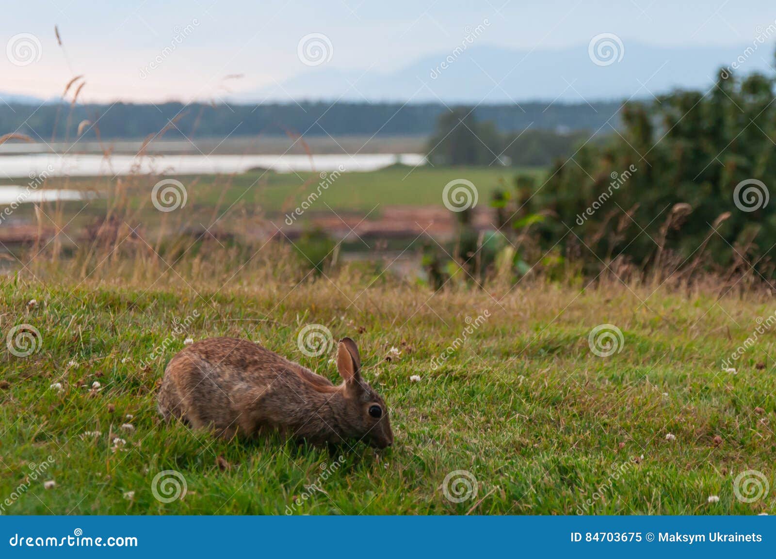 Hungry rabbit stock image. Image of animals, gulf, travel - 84703675