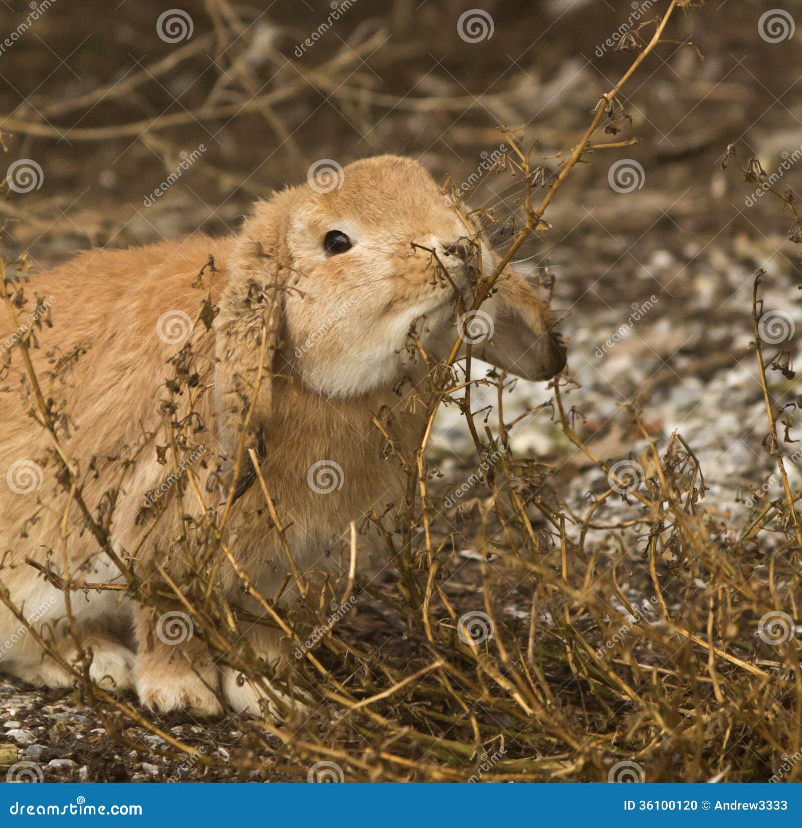 The hungry rabbit stock photo. Image of sweet, beautiful - 36100120