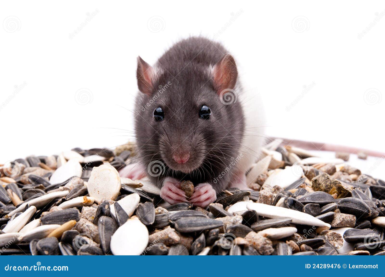 Hungry rat stock photo. Image of nose, hairy, white, close - 24289476