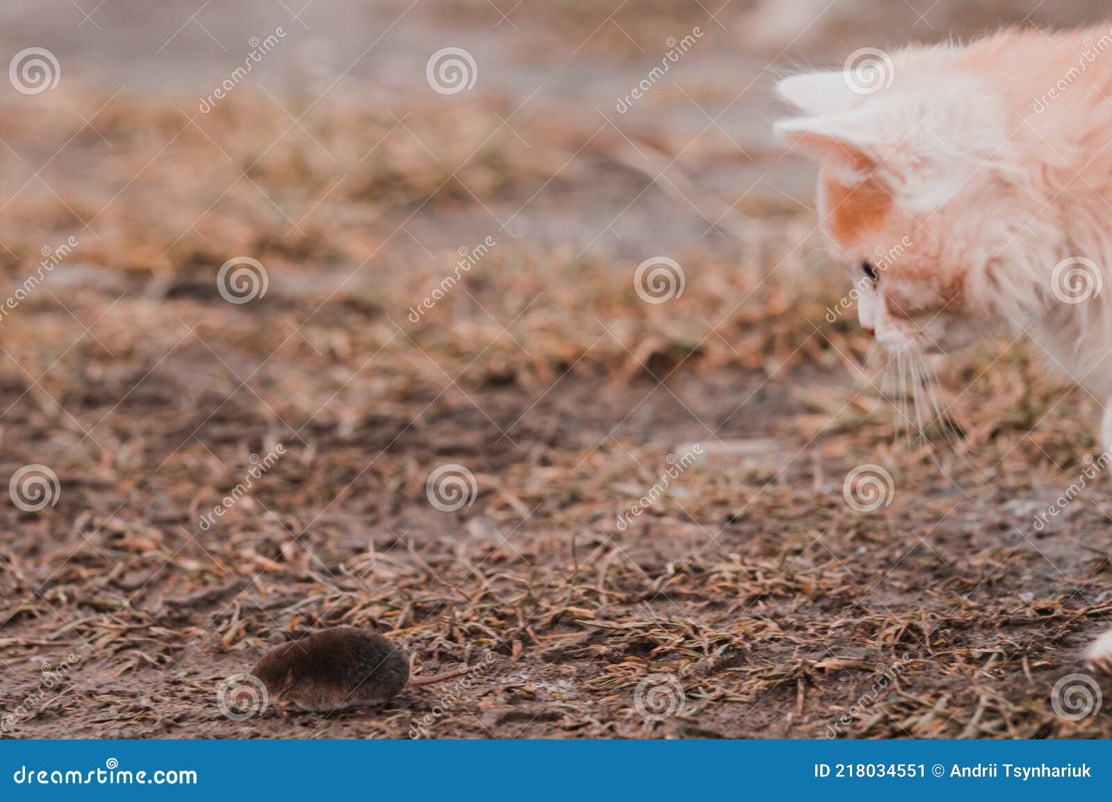 A Hungry Red Predator is Playing with a Mole, a Cat Has Caught a Mole ...