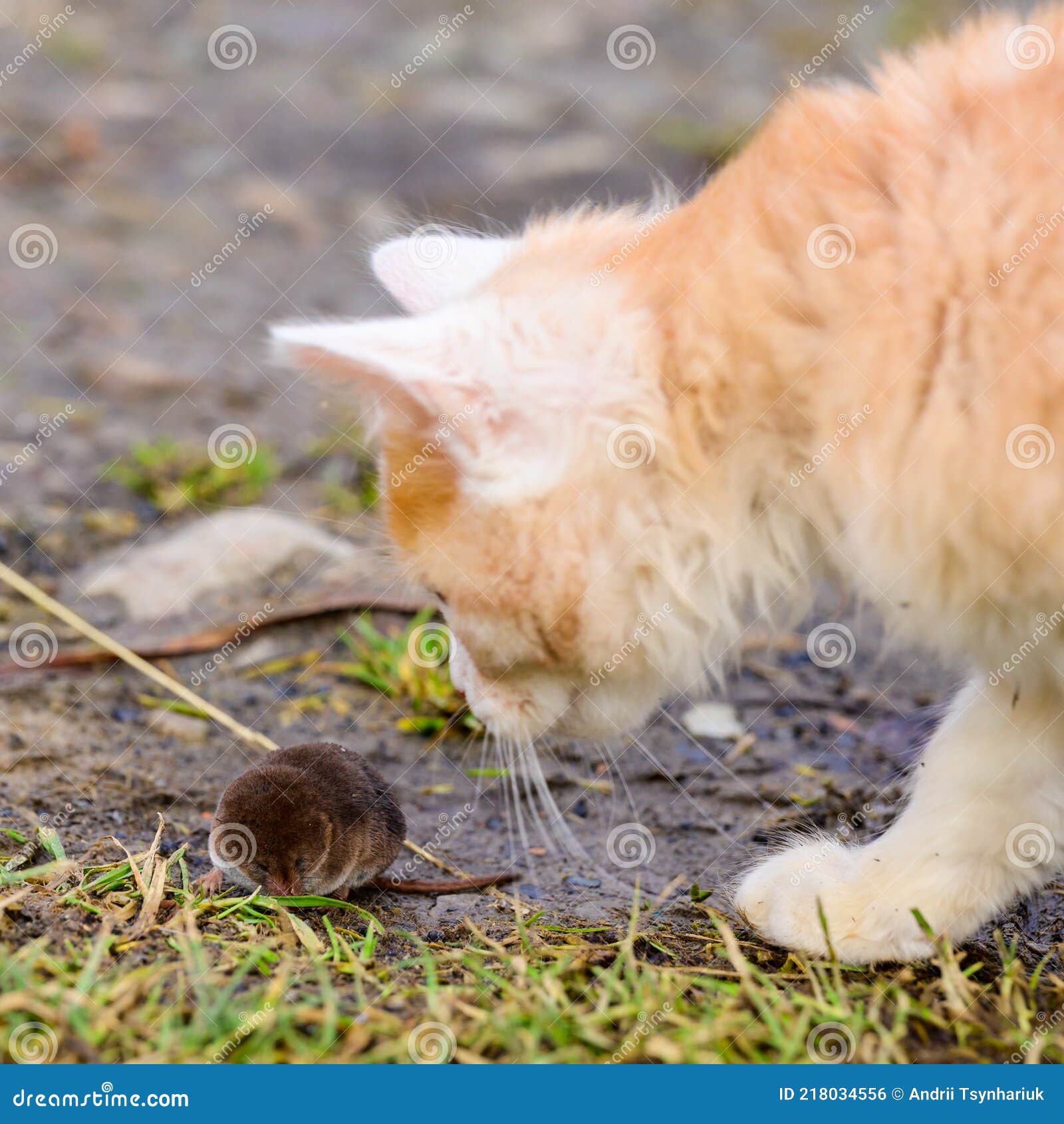 A Hungry Red Predator is Playing with a Mole, a Cat Has Caught a Mole ...