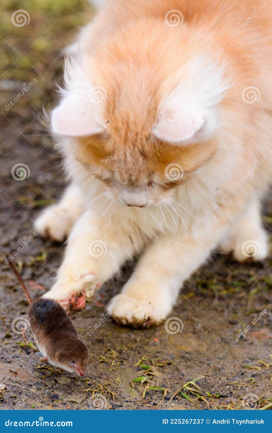 A Hungry Red Predator is Playing with a Mole, a Cat Has Caught a Mole ...