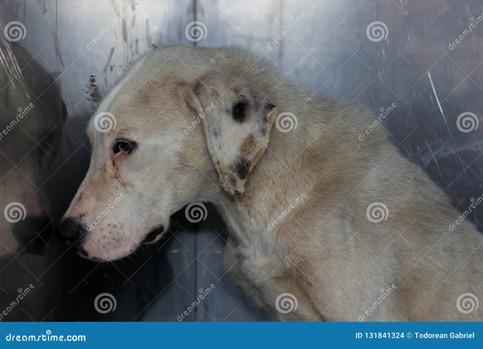 Hungry and Scared Dog in Cage Stock Photo - Image of clinic, cachectic ...
