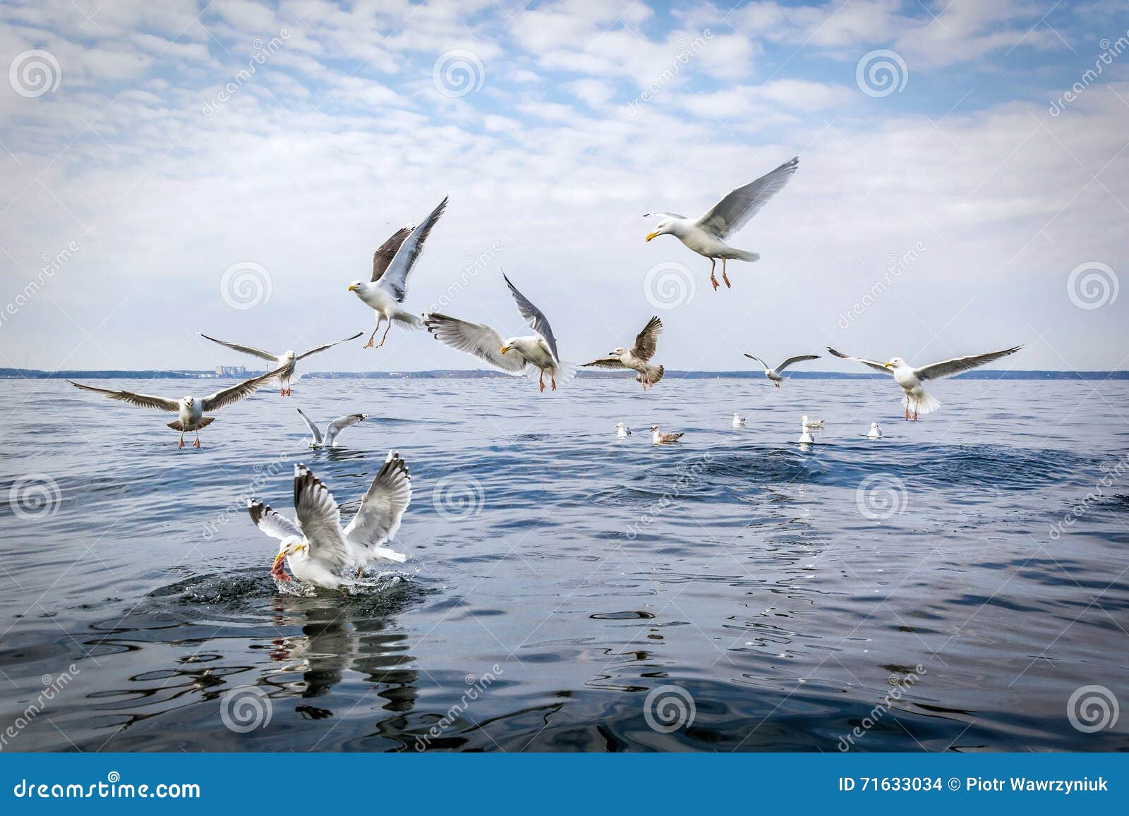 Hungry seagull birds stock photo. Image of white, water - 71633034