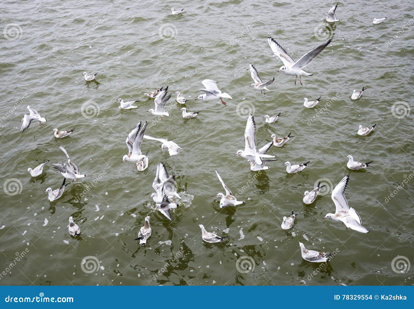 Hungry Seagull Birds Fighting for Fish Rests Stock Photo - Image of ...