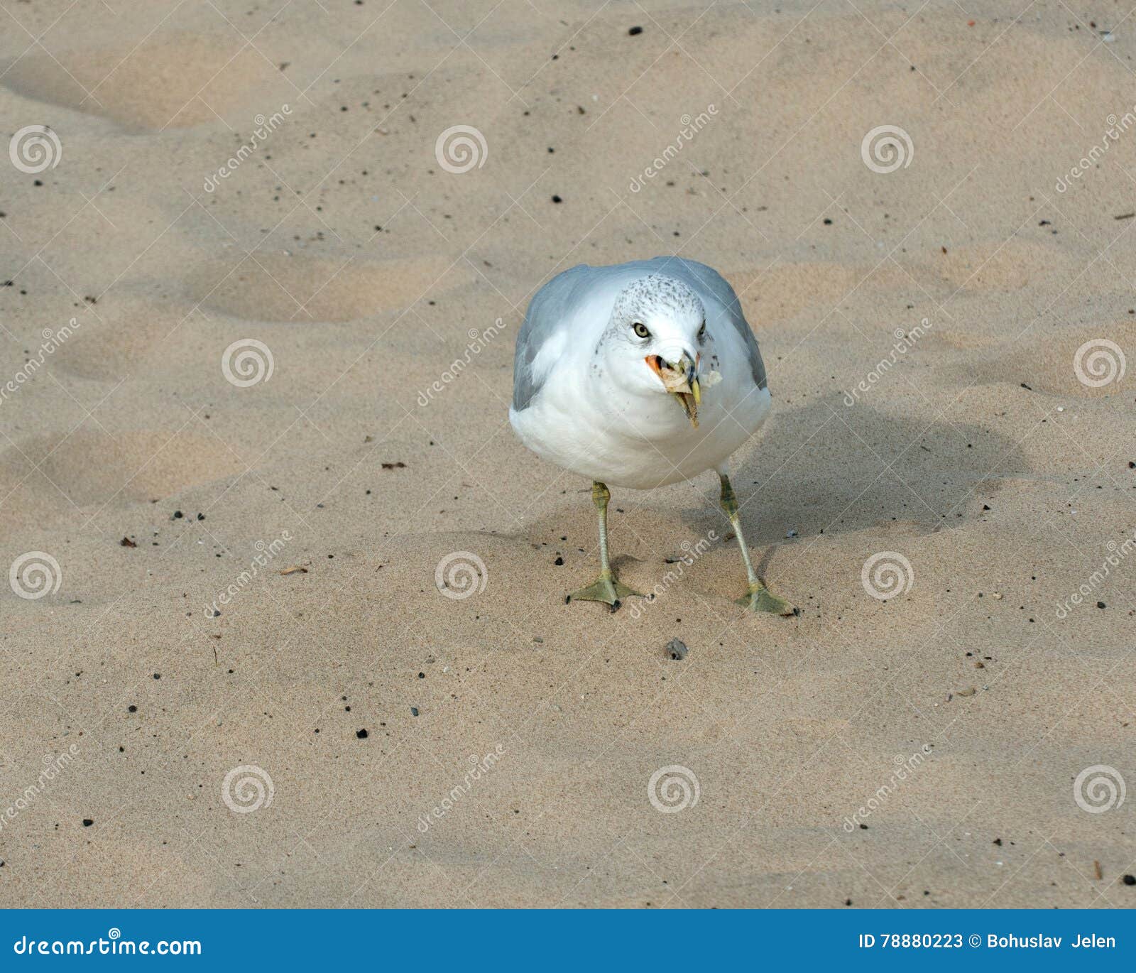 Always hungry seagull stock image. Image of seabird, wildlife - 78880223