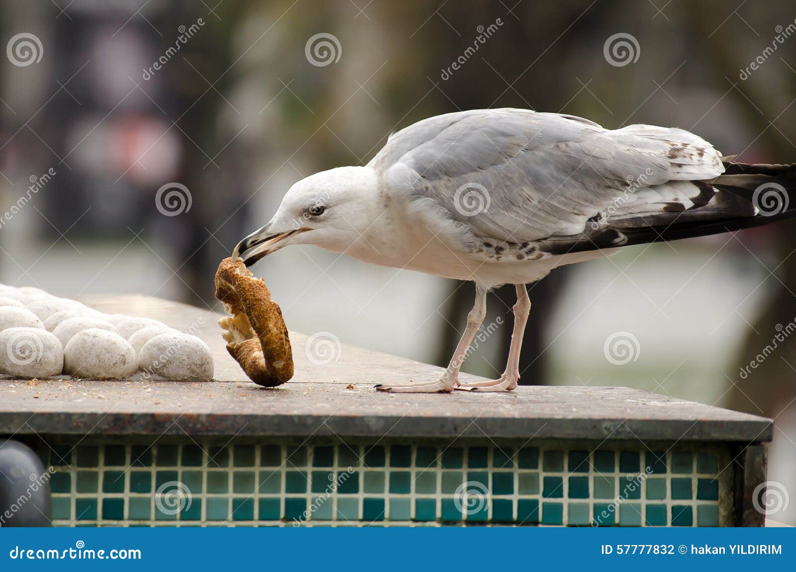 Hungry seagull stock photo. Image of biting, beak, thief - 57777832
