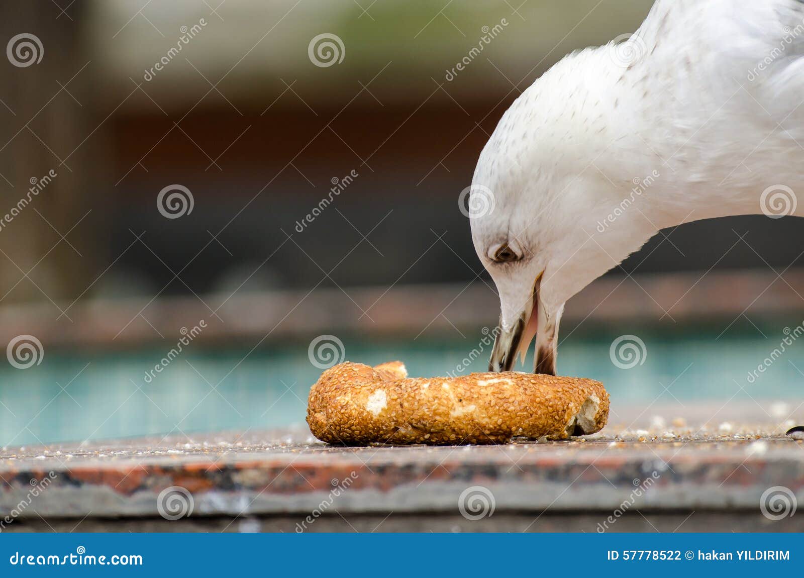 Hungry seagull stock photo. Image of bread, food, seagull - 57778522