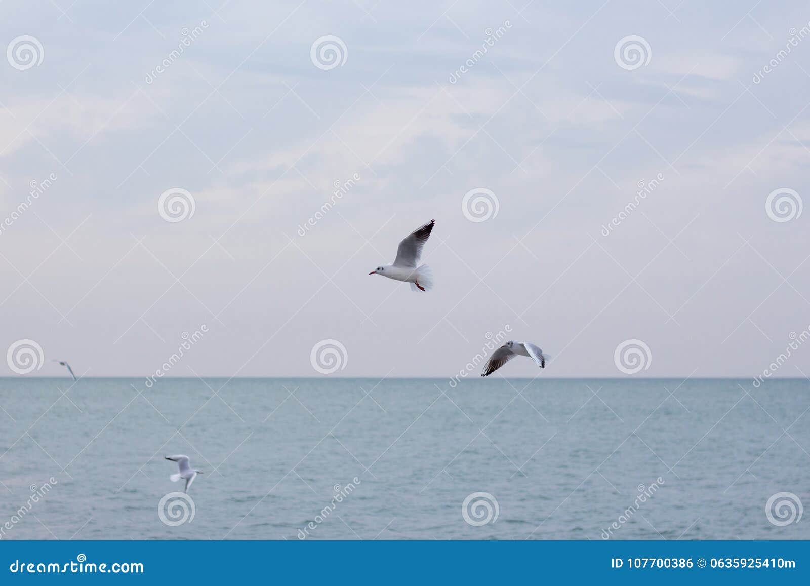 Hungry Seagulls Diving into the Sea Stock Photo - Image of marine, gull ...