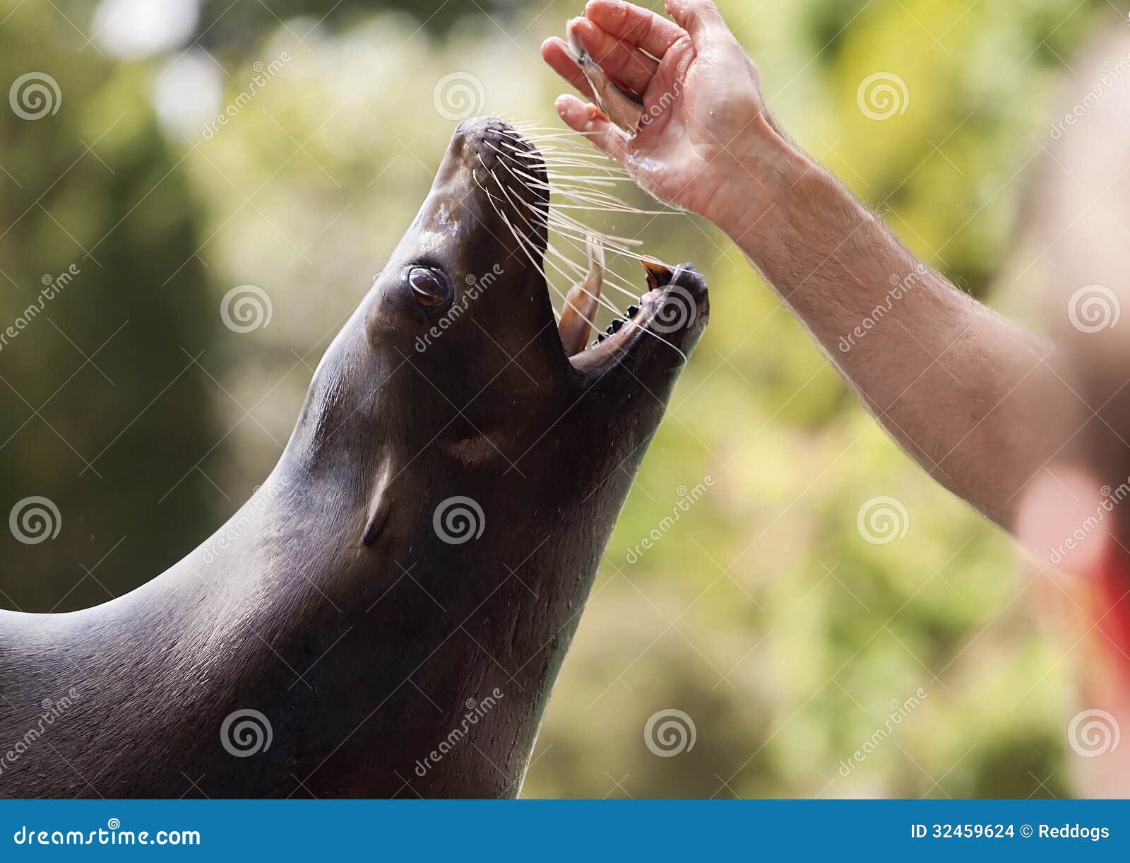 Hungry seal stock photo. Image of head, marine, looking - 32459624