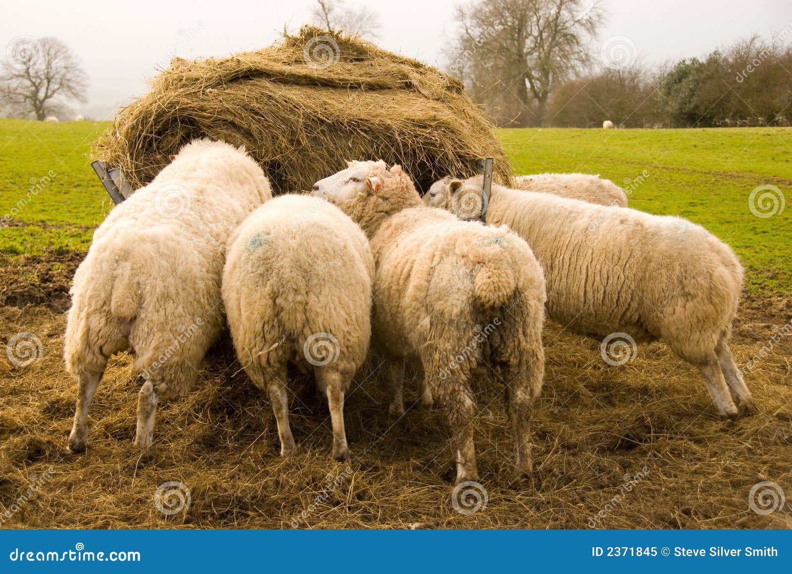 Hungry sheep stock image. Image of farm, hayrick, eating - 2371845