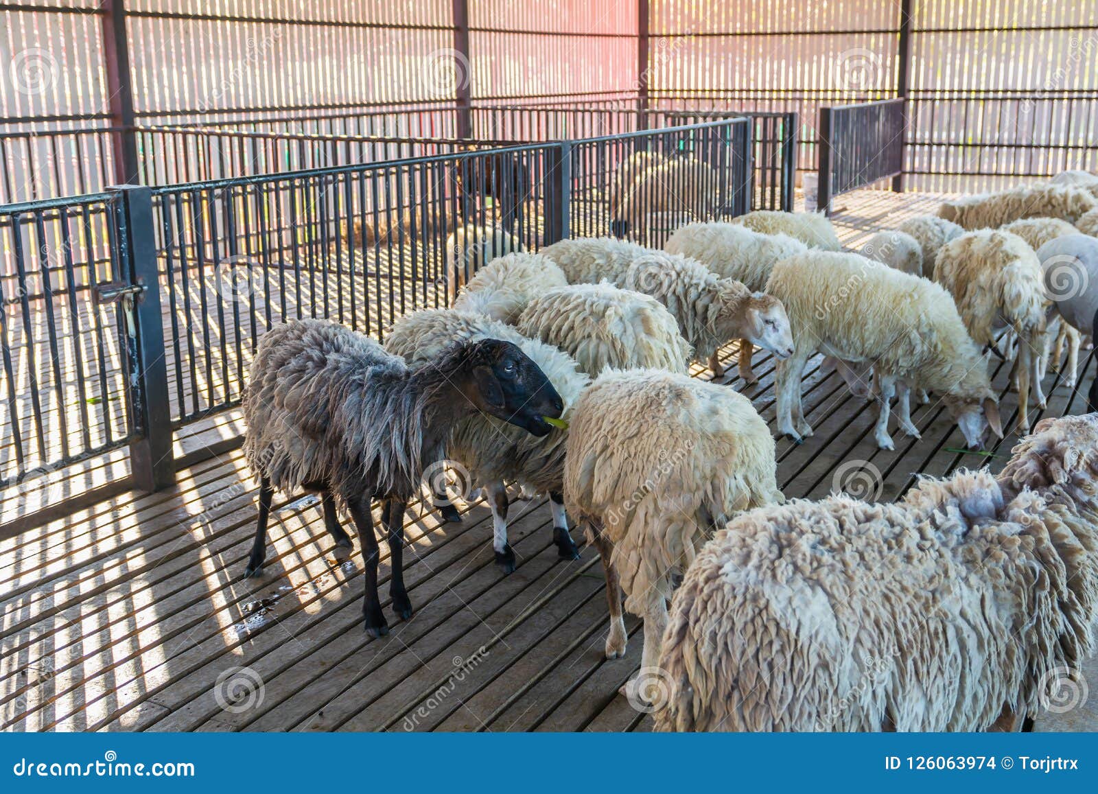 Hungry Sheep Behind the Cage in Sheep Farm. Stock Photo - Image of farm ...