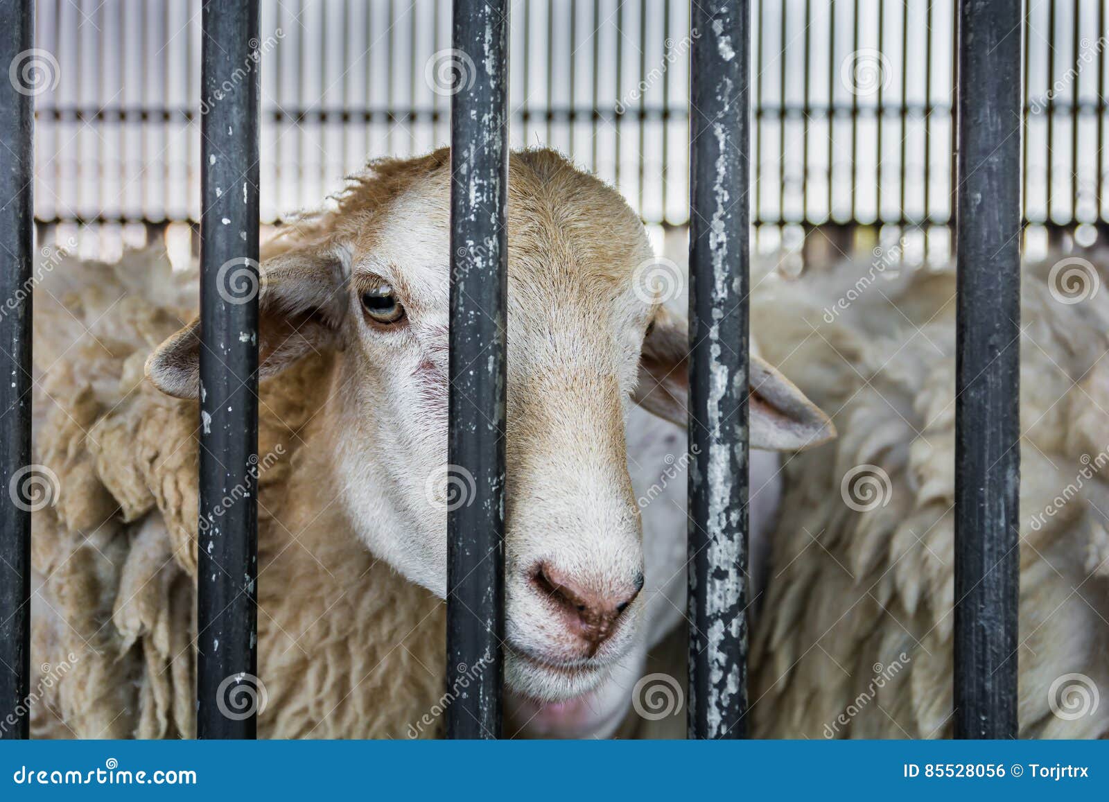 Hungry Sheep Behind the Cage in Sheep Farm. Stock Photo - Image of ...