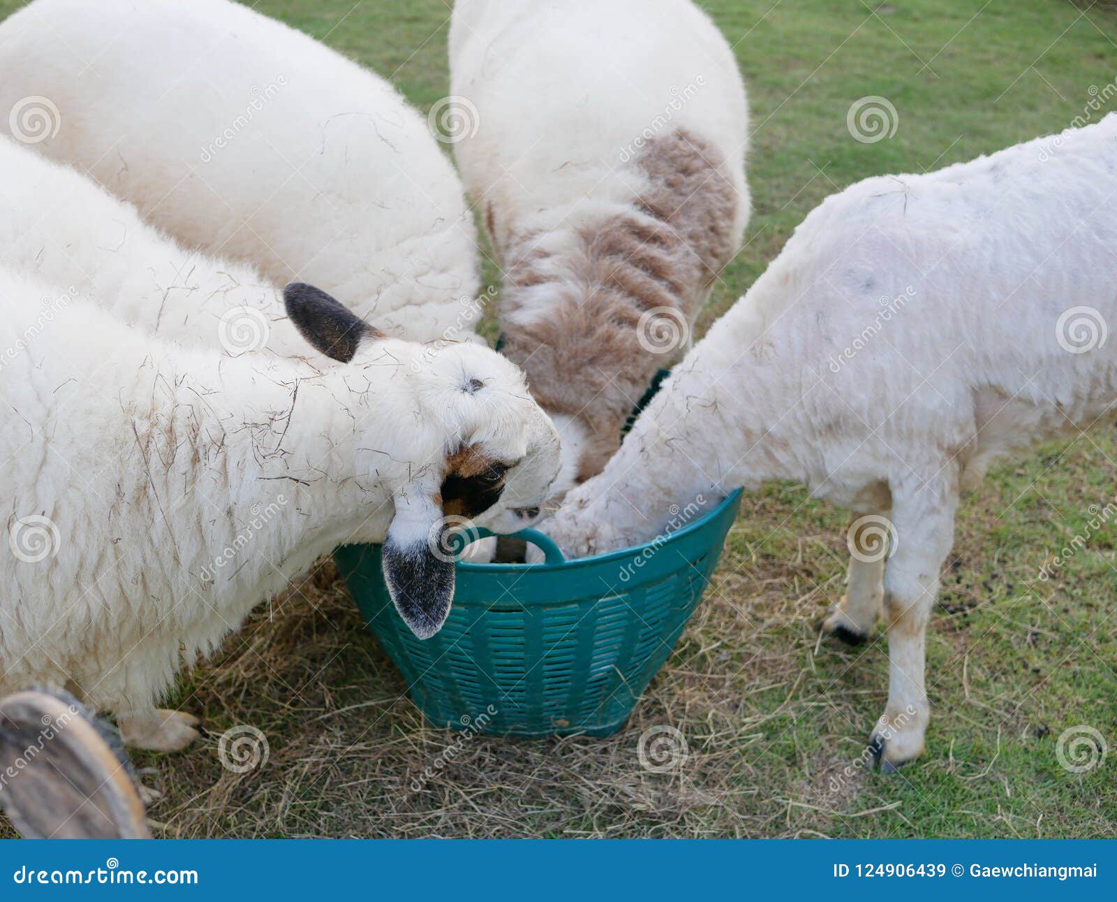Hungry Sheeps Stock Photography | CartoonDealer.com #180007862