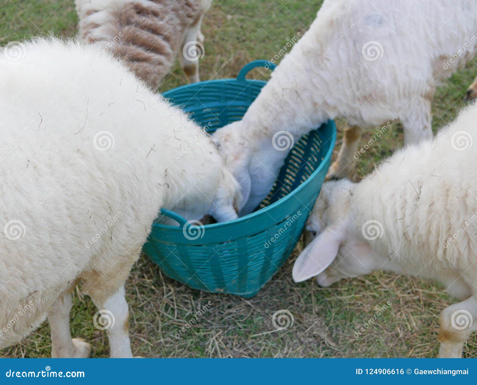 Hungry Sheep Eating Grasses from the Same Basket Stock Photo - Image of ...