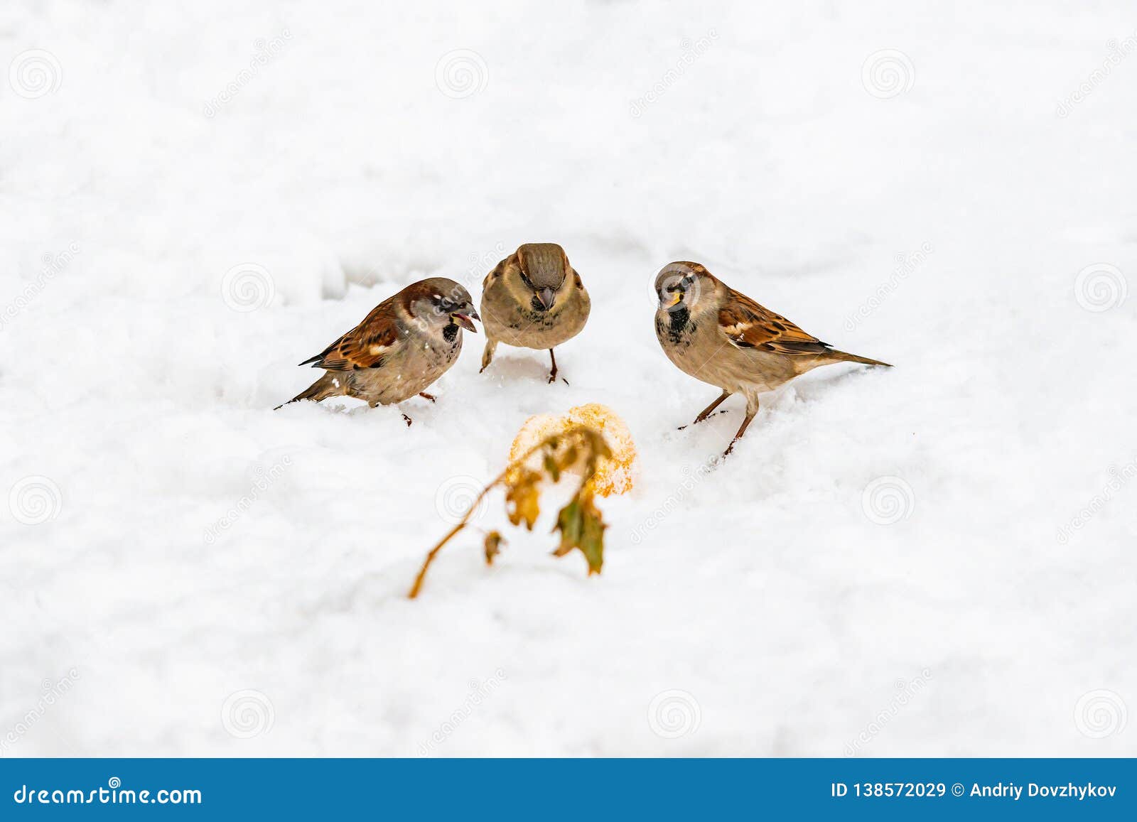 Hungry Sparrows Eat Bread in the Snow, Three Sparrows Gathered To Eat ...