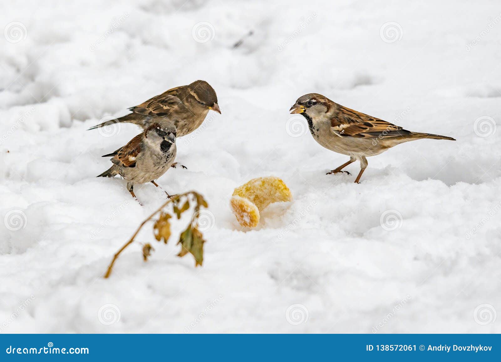 Hungry Sparrows Eat Bread in the Snow, Three Sparrows Gathered To Eat ...
