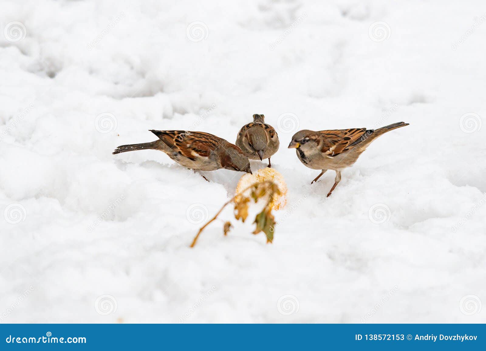 Hungry Sparrows Eat Bread in the Snow, Three Sparrows Gathered To Eat ...